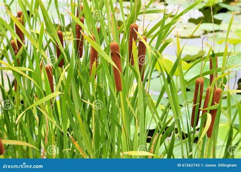 Cat O Nine Tails Stock Image Image Of Green Plants 67562743
