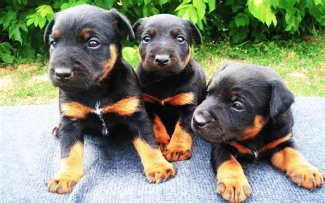 Jagdterrier Vs Jack Russell Terrier Breed Comparison