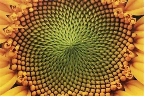 斐波拉契数列 fibonacci sequence 夺冠故事王®让你的眼睛跃过围墙
