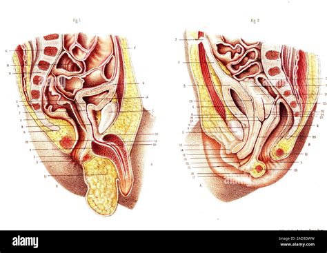 Male And Female Reproductive Organs 1866 Cutaway Computer Artwork