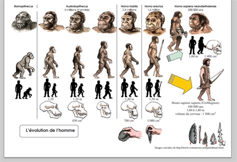 Ce Lien Est Une Frise Imagée Sur Lévolution De Lhomme Lenseignant