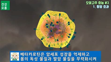 살빼고 싶은사람 수시로 오이고추를 드세요” 몸 속 지방을 서서히 태워주는 오이고추 섭취법 뉴스천사