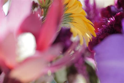 Bedlam Farm Blog Journal By Jon Katz