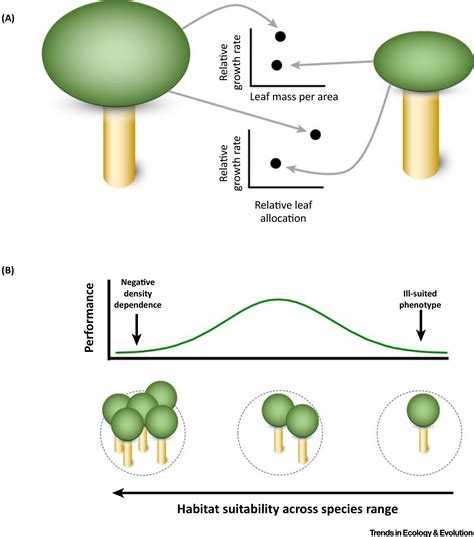 Why Functional Traits Do Not Predict Tree Demographic Rates Trends In