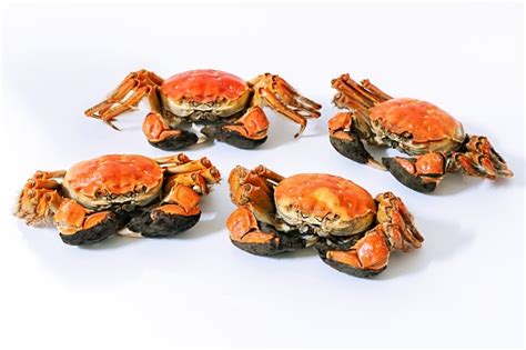 찐 게 게 껍질 중국 장갑 게 게 발톱 중국 털게 게 털이 게 푸른 게 상하이 털게 흰색 배경에 중국 게 Mid Autumn