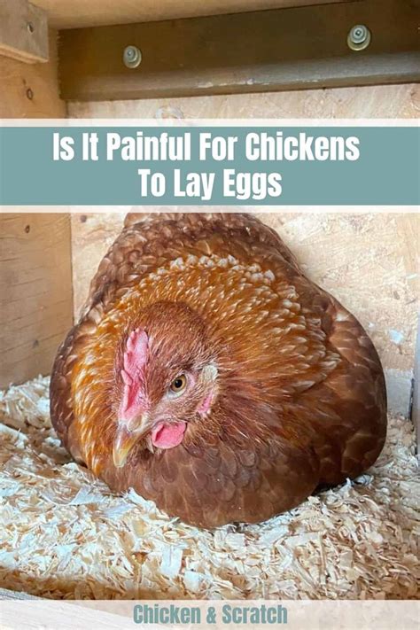 Es Doloroso Para Las Gallinas Poner Huevos Pol Y Edro