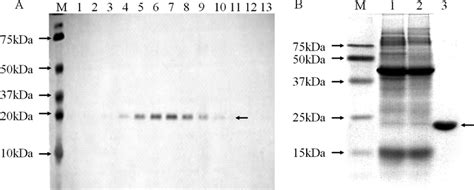 Isolation And Characterization Of A Sex Specific Lectin In A Marine Red Alga Aglaothamnion