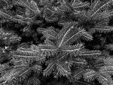 Premium Photo Black Spruce Branches Top View Closeup Natural Background