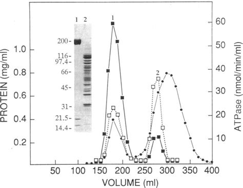 Gel Filtration Of Crude Actomyosin On Sepharose 4b A Sepharose Cl 4b
