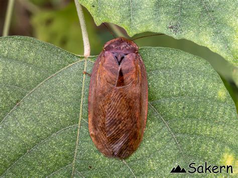 Eupolyphaga Sinensis In September 2023 By Sakern 永隔一江水 · Inaturalist