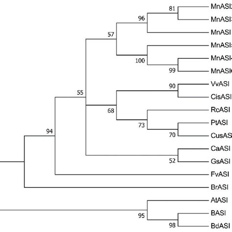 Multiple Sequence Alignment Of Mnasis With Other α Amylasesubtilisin