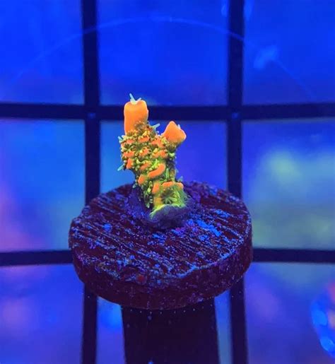 Live Goods Sponsor Acros Walt Disneys Asd Rainbow Millis And More Page 2 Reef2reef