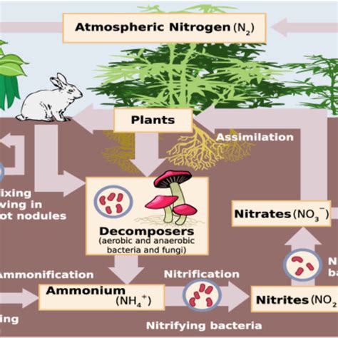 Left 3d Structure Of Protein Nitrate Reductase A Red Metal Binding Download Scientific