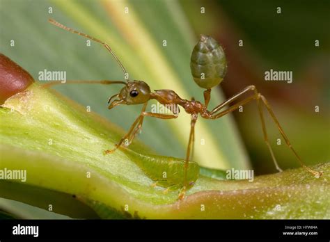 Green Tree Ant Oecophylla Smaragdina Worker Guarding Treehopper Nymph