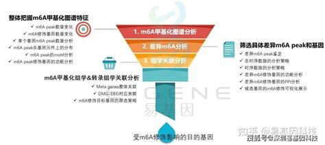 易基因｜干货：m6a Rna甲基化merip Seq测序分析实验全流程解析 研究 片段 进行