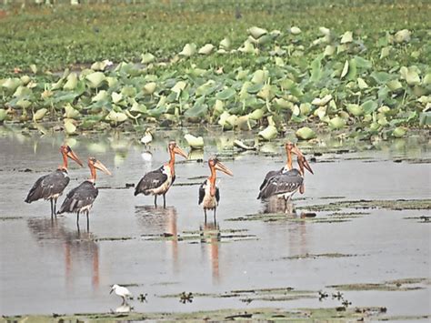 कीटनाशक के बढ़ते उपयोग से जलीय जीवों के प्रजनन पर लगातार पड़ रहा
