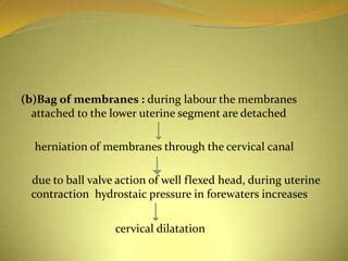 Physiology Of Normal Labour Pptx