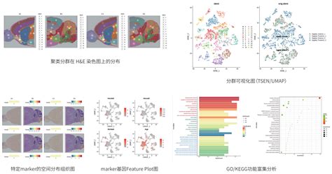 10x Visium Cytassist 空间转录组测序 技术服务 报价 价格 生物器材网
