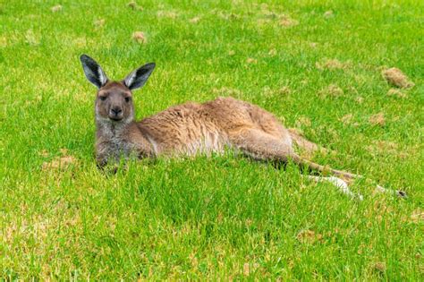 Australian Kangaroo Laying On Green Grass Stock Image Image Of