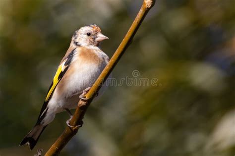 European Goldfinch Carduelis Carduelis A Bird Sits On A Tree Branch