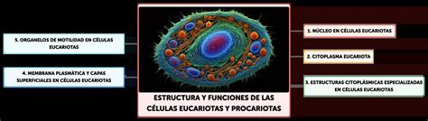 Estructura Y Funciones De Las Células Eucariotas Y Procariotas Algor