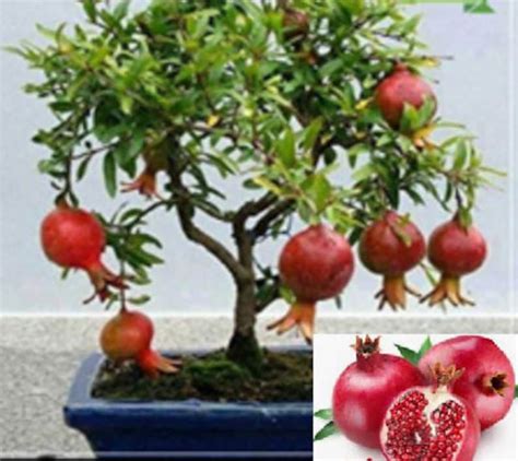 Rare Dwarf Pomegranate Tree Fruit Plant 15 Seeds Combined Etsy