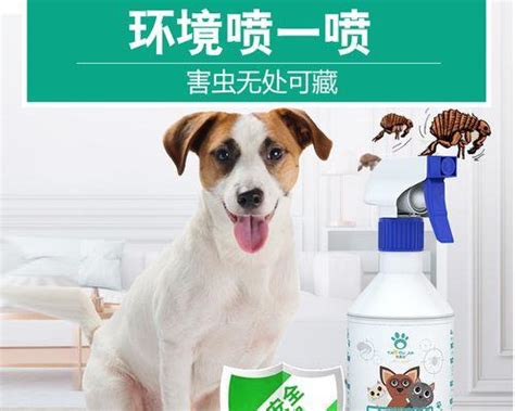 猫蜱虫 番茄宠物网