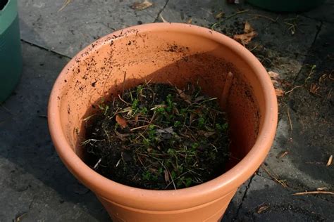 How To Repot String Of Pearls A Step By Step Guide