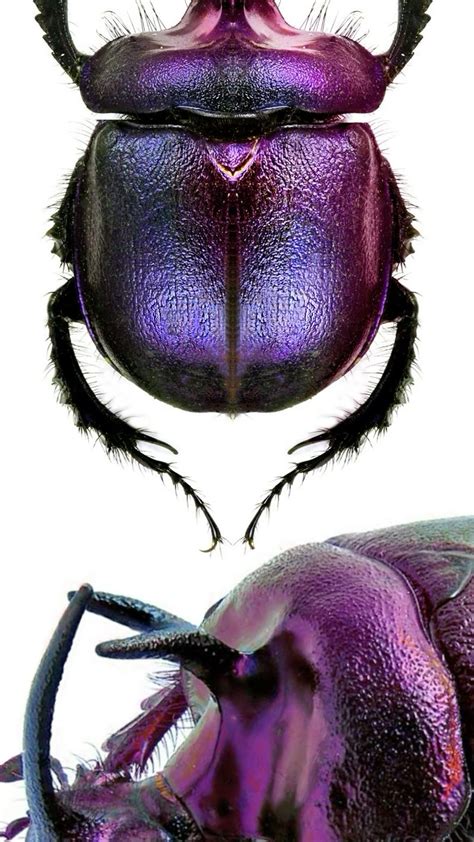 Enoplotrupes Sharpii Beautiful Beetle Insect Purple Rhinoceros