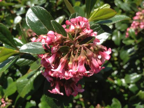 Escallonia X Ex Pink Princess Fradesii Loen Nursery Inc