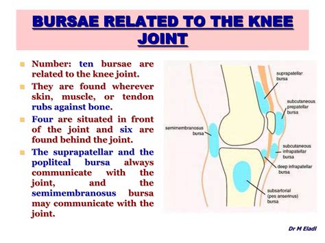 Anatomy Of The Knee Joint Pptx