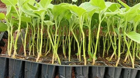 Natural Green Grafted Brinjal Seedlings At ₹ 22piece In Mayurbhanj