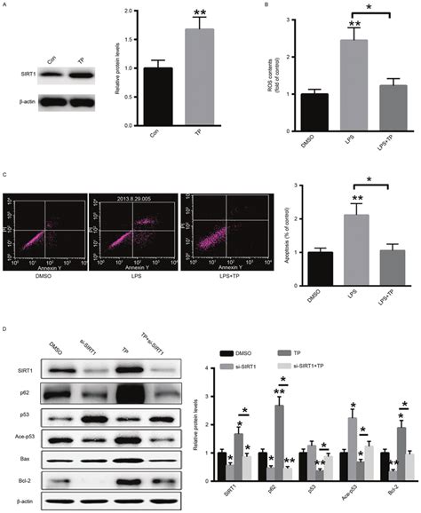 Tp Inhibits Lps Induced Apoptosis In A549 Cells By Increasing The