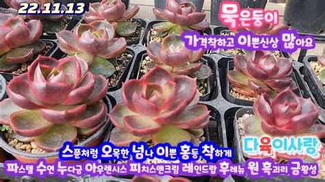다육이사랑2탄 묵은둥이 홍등 흑괴리철화 금황성 누다금 아우렌시스 애성 라울 수연 메비나 피치스앤크림 파스텔철화 백봉 블루앨프