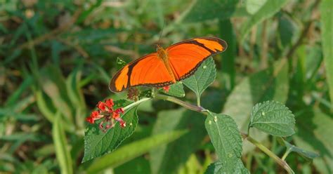 Borboleta Julia 70078 Biofaces Bring Nature Closer