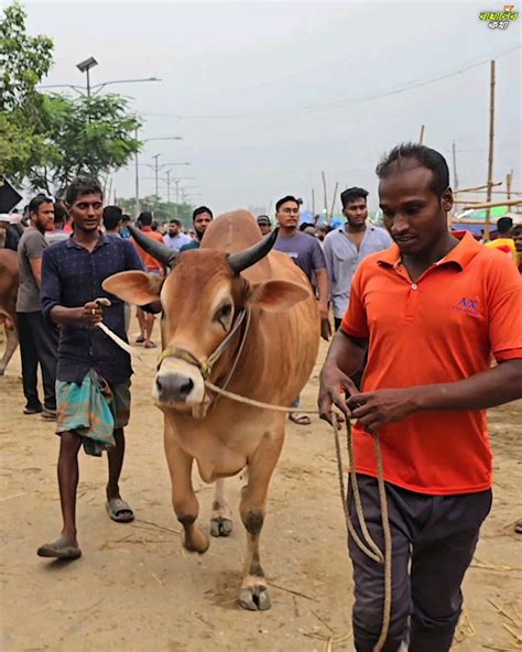 ভাই কত নিলো ২০২৪ দিয়া বাড়ী হাট থেকে কে কত দামে গরু কিনলো দিয়া