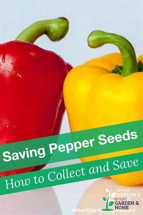 Saving Pepper Seeds How To Collect And Save Pepper Seeds In 2022
