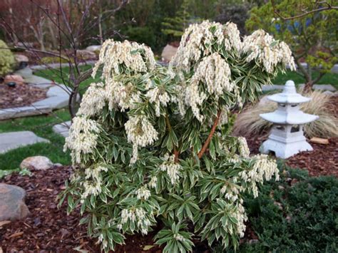 Pieris Japonica Variegata Variegated Japanese Pieris World Of