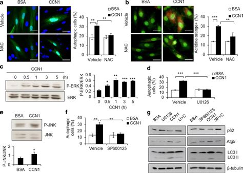 Ccn1 Triggers Adaptive Autophagy In Cardiomyocytes To Curb Its