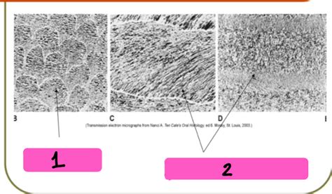 Microscopic Anatomy Of Enamel Diagram Quizlet