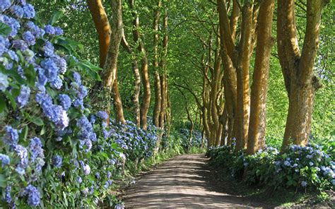 Les 8 plus beaux paysages fleuris à voir au printemps dans le monde