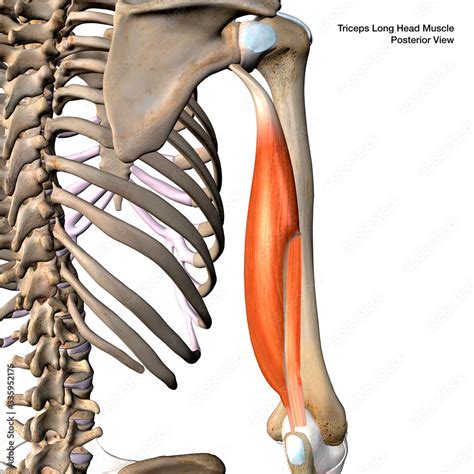 Triceps Brachii Muscle Isolated In Posterior View Human Anatomy Labeled