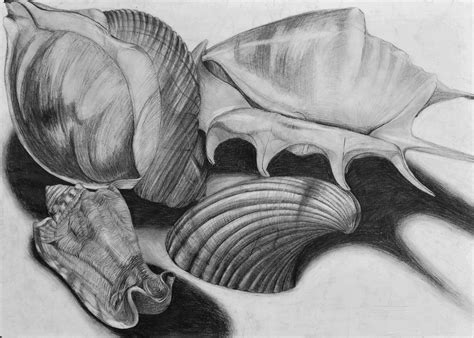 Still Life Drawing Shell Drawing Life Drawing
