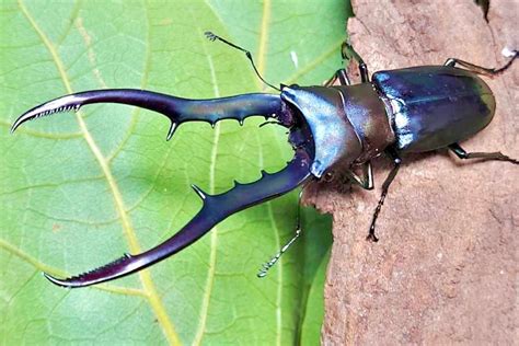 Cyclommatus Metallifer Cyan For Sale Richards Inverts