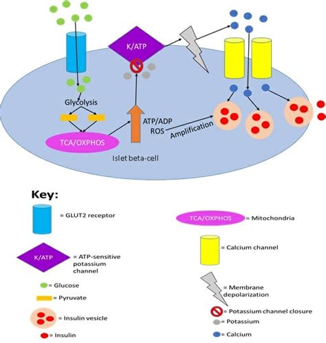 Peptide Hormones Definition And Examples Biology Dictionary