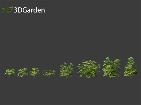 Schefflera Octophylla Umbrella Plant 3d Model 3dgardenplants