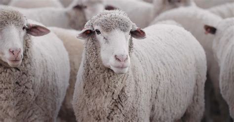 Wool Ldp Available To Producers Wool Ldp Available To Producers