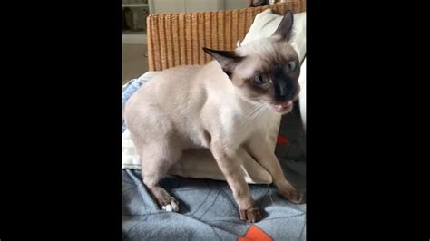 Cat Angrily ‘asks Human Not To Click Its Picture Watch Trending