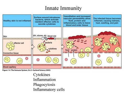 Mcmp422 Immunology And Biologics Ppt Download