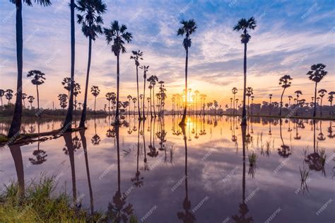 Premium Photo Sugar Palm Tree Or Toddy Palm Field In Morning